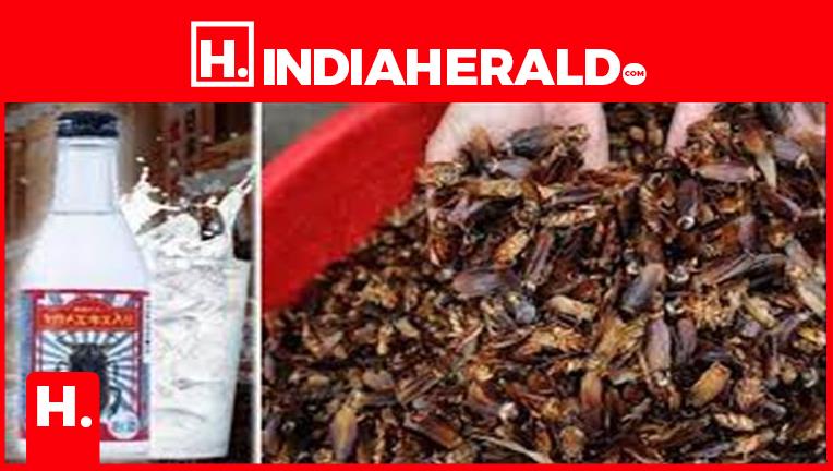 Beer made from this insect in Japan