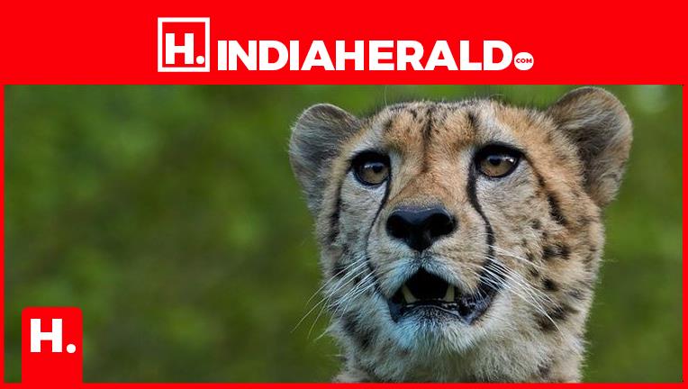 Bollywood memes about cheetahs are also becoming very viral