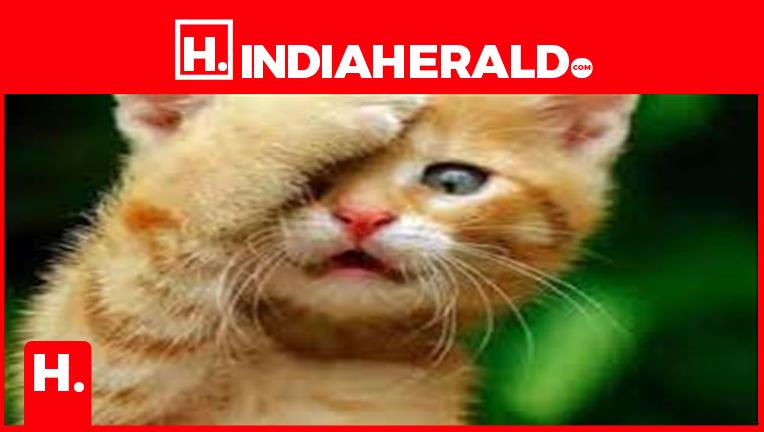 Cat slaps the panelist sitting live on the channel