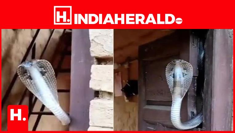 Cobra Way of Welcome Viral video
