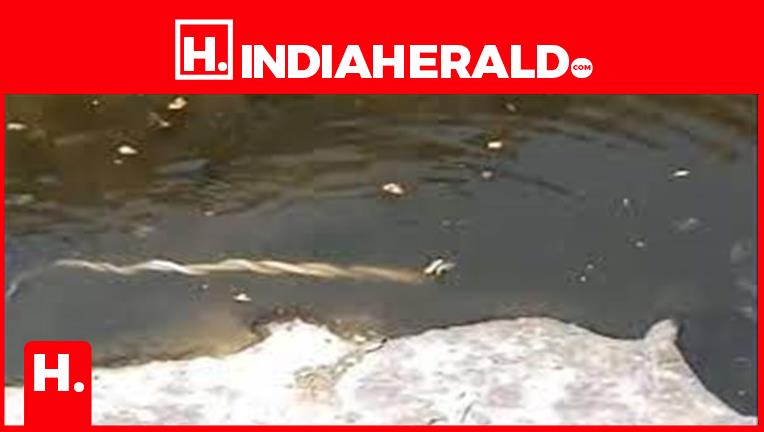 Entwined Snakes in water: Love or Mettle...?