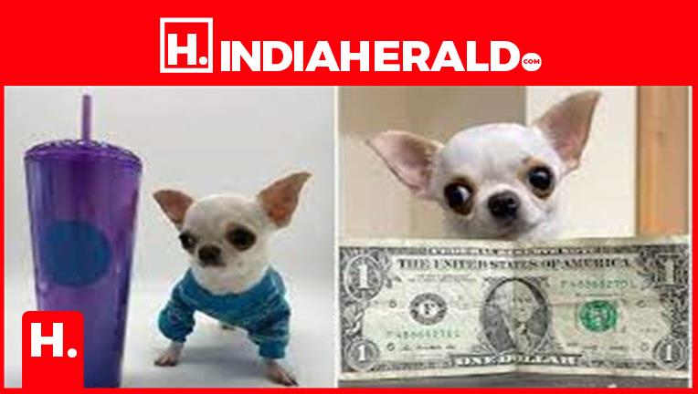 Guinness World Records:Watch world s tiniest Dog