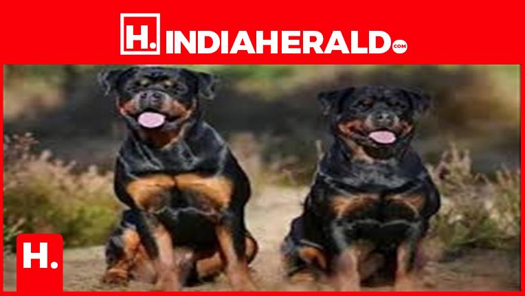 Horrible Two Rottweilers Attack a Five-Year-Old in Park...