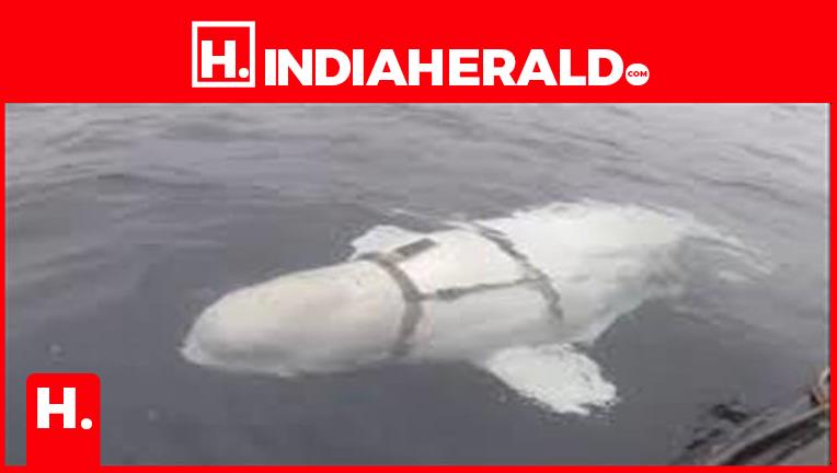 Hvaldimir, the Notorious Russian Spy Whale, Found Dead in
