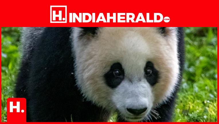 It s time for a Cute Panda Escape- Viral Video