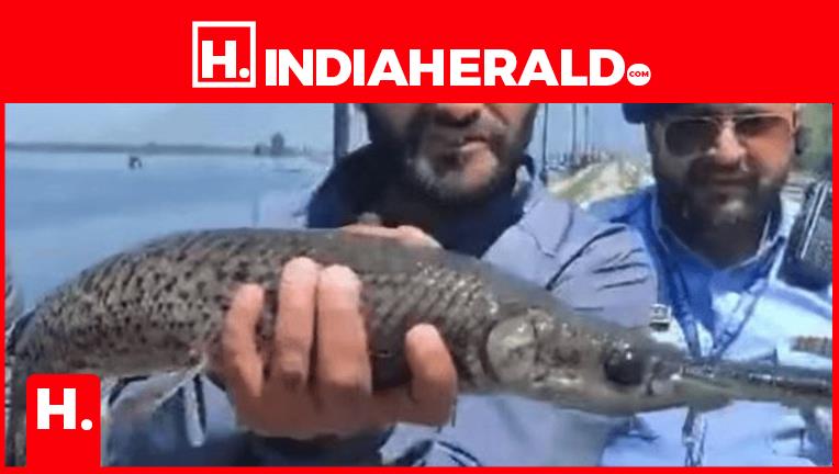 Kashmir - Alligator Gar Fish found in Dal Lake - Video