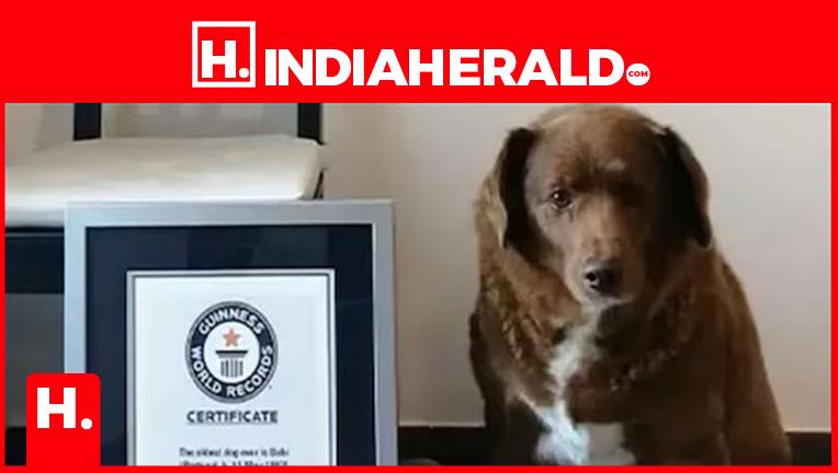 Know about Bobi, world s oldest dog ever, who died aged 31