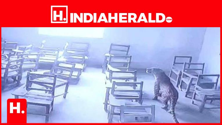 Leopard Inside the School: See how a leopard attacked a ten