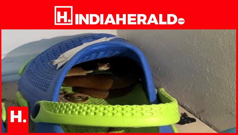 Most dangerous snake inside a child s shoe...