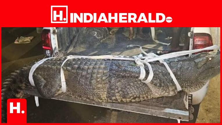 Nearly 11-foot crocodile pays visit to police in South Afri