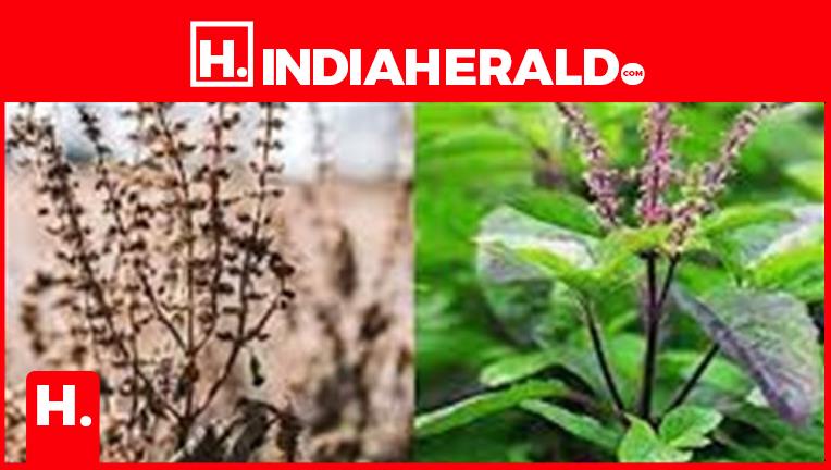 Simple and Effective Care Tips for Tulsi Plant in the Winte