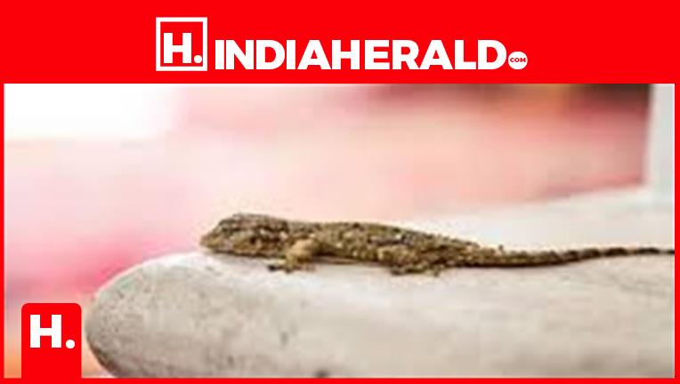Step-By-Step Guide To Remove Lizards From Home.