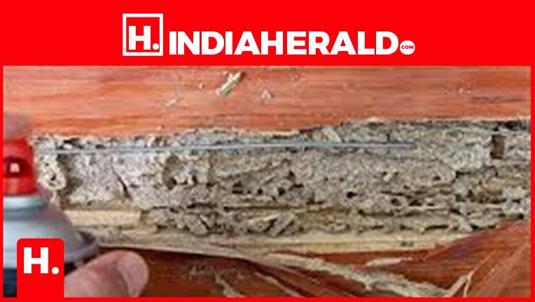 Termite Treatment Hacks: 5 Proven Ways to Protect Your Wall