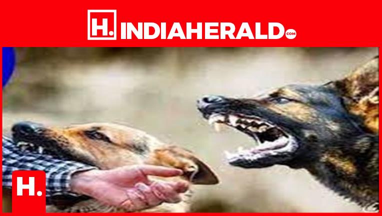 The dog that bit 27 people was infected with rabies...?