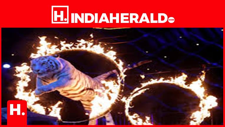 Tiger Attacks Handler at Australian Amusement Park, Staff Q