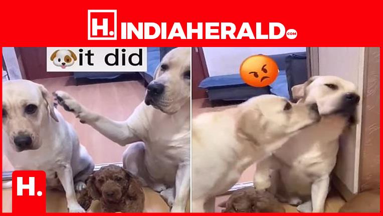 Top most Funny: Dog tries accusing another..?