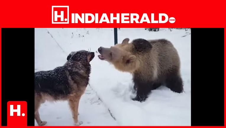Viral: Bear and Dog Playing in the Snow
