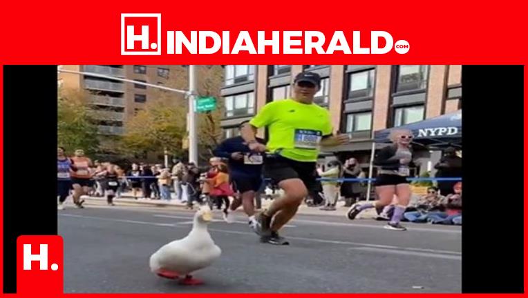 Viral: Duck running in the Marathon