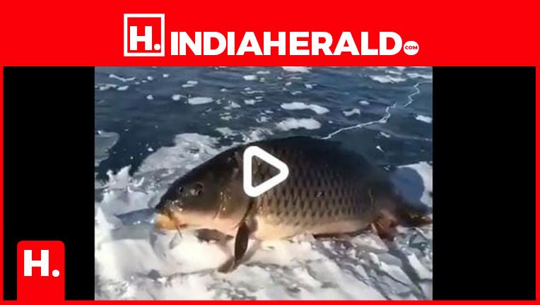 Viral Video: ఆశ్చర్యం.. భూమిపై నడుస్తున్న చేప?