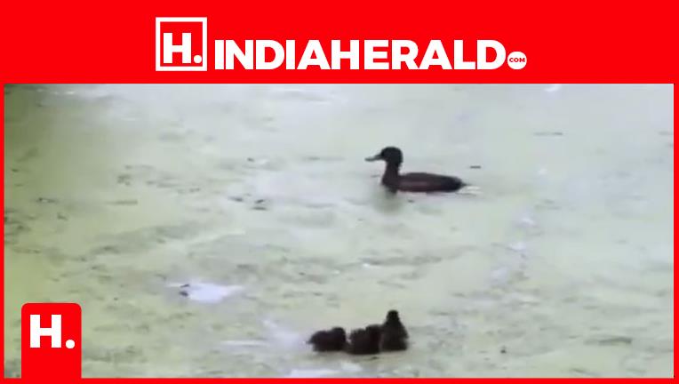 Viral video - Duck plays hide and seek with Ducklings