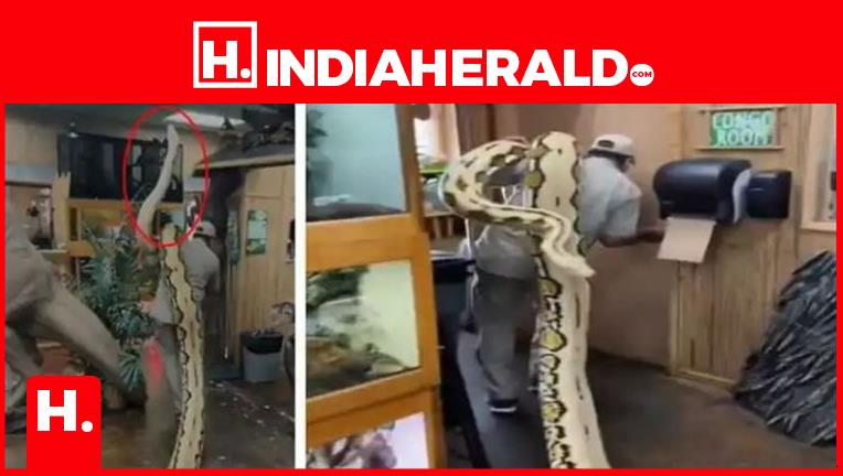 వైరల్ వీడియో: ఈ కొండచిలువను చూస్తే షాక్ అవ్వాల్సిందే...