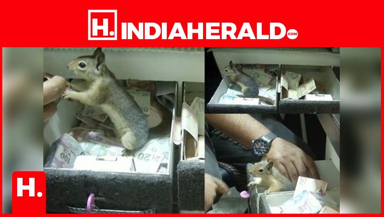 VIRAL VIDEO : Squirrel Guards Owner s Money in Cash Register