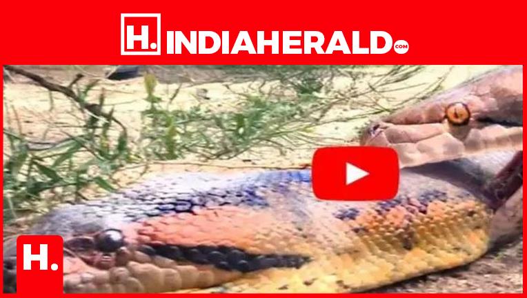 వైరల్ : ఉడత కోసం.. అనకొండ, కొండచిలువ మధ్య పోటీ?