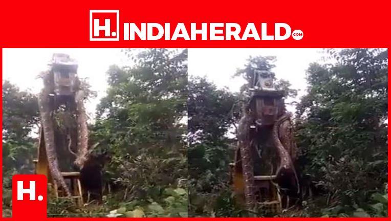 Viral Video : వైరల్ అవుతున్న భారీ కొండచిలువ..