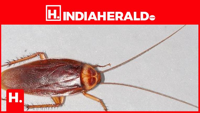 What Cockroach in Chicken Biryani??
