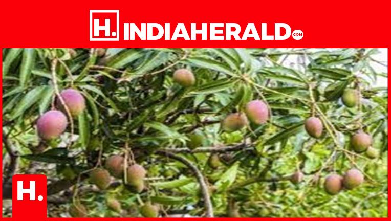 Which fruit-bearing tree has longest lifespan?