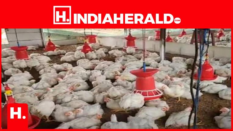 Suguna Chicken: Only one missed call, Successful Entreprene